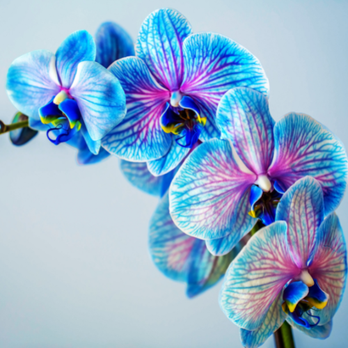 Anggrek Bulan Biru: Keindahan yang Menakjubkan dan Menawan